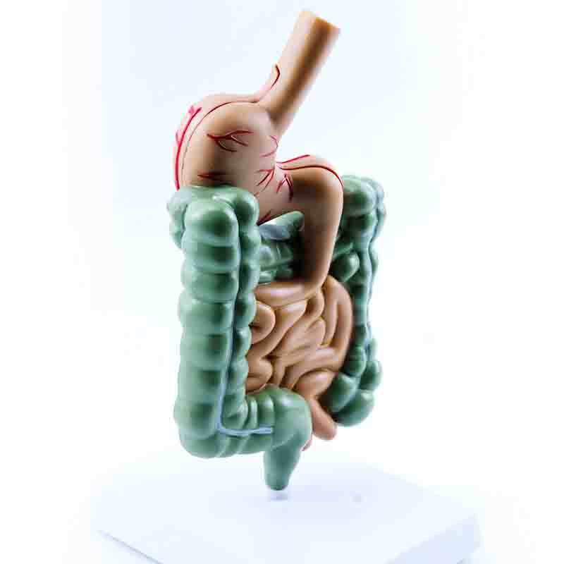 Gastrointestinal Disease Model