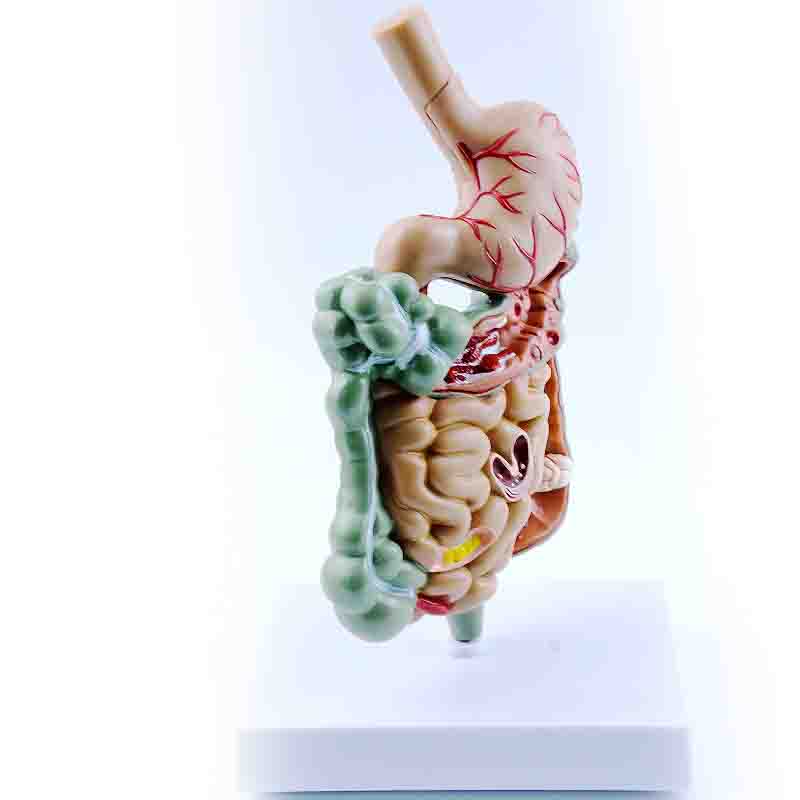 Gastrointestinal Disease Model