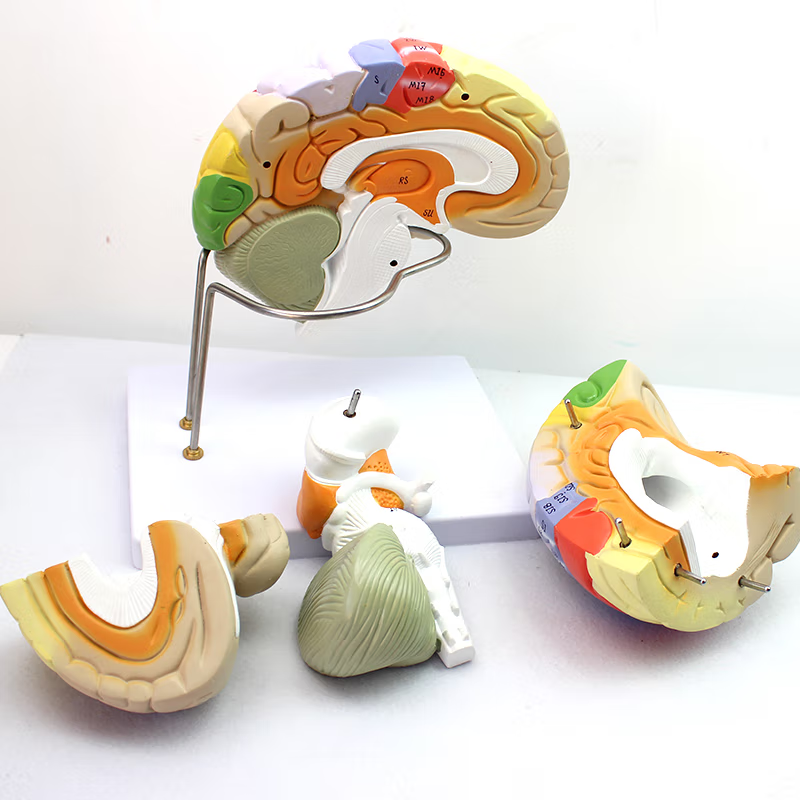 Giant Brain Model, 2X Full-Size, 4 Parts