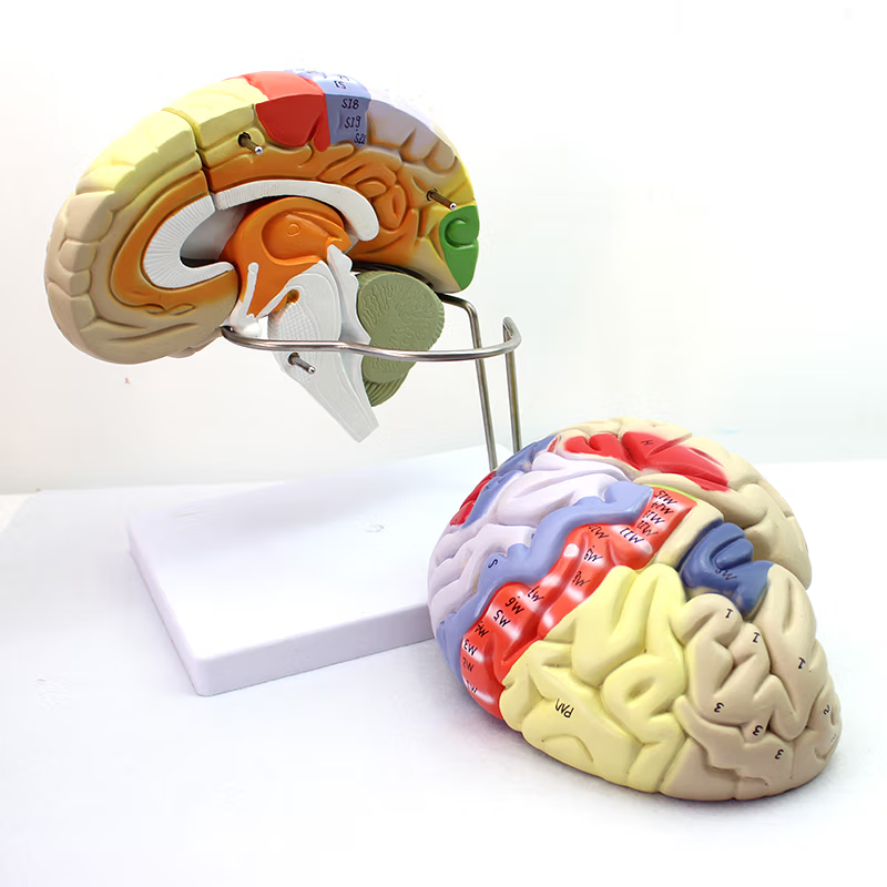 Giant Brain Model, 2X Full-Size, 4 Parts