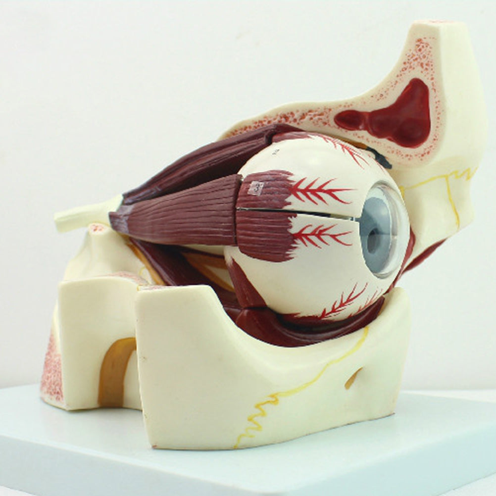 Giant Eye Model, 3x Life-Size, 11 Part