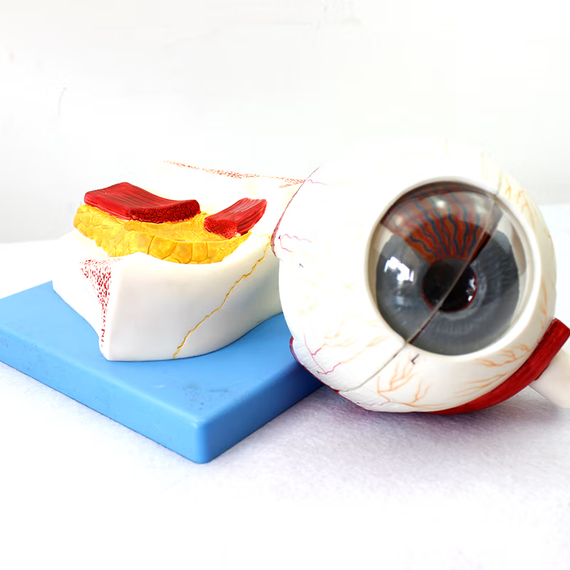 Giant Eye Model, 5 Time Full-Size, 8 Part