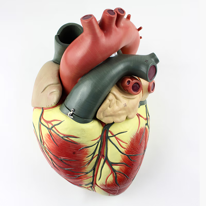 Giant Heart Model, 3.5X Life-Size, 3 Parts