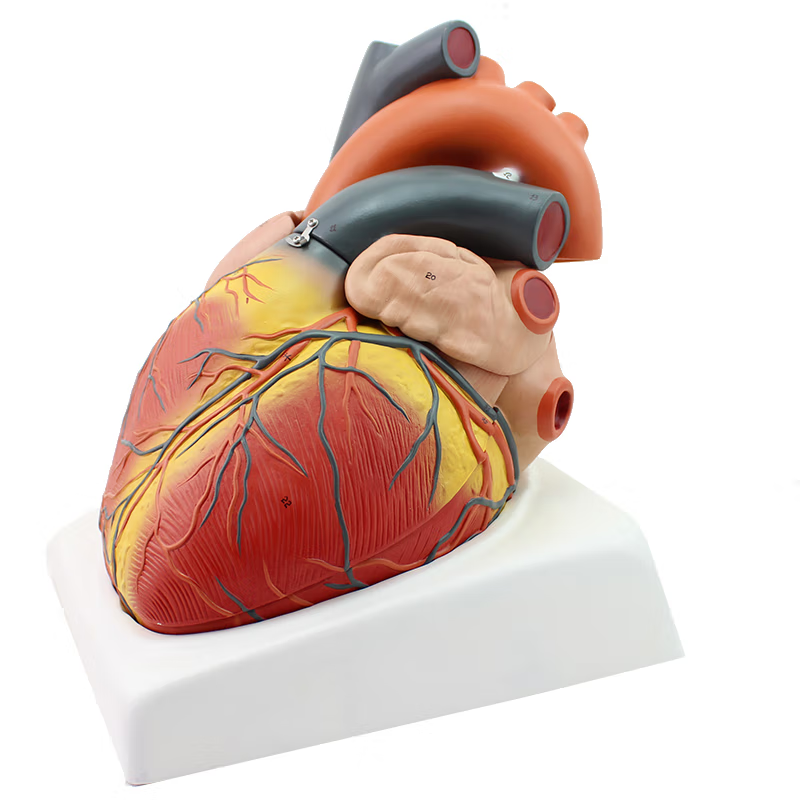Giant Heart Model, 4X Life-Size, 4 Parts