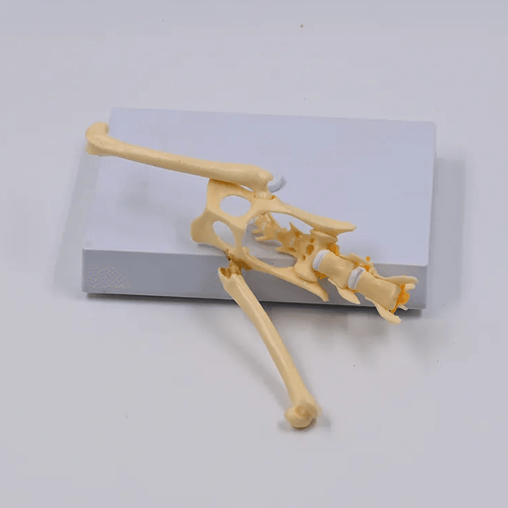 Feline Pelvis (Hip) Anatomy Model