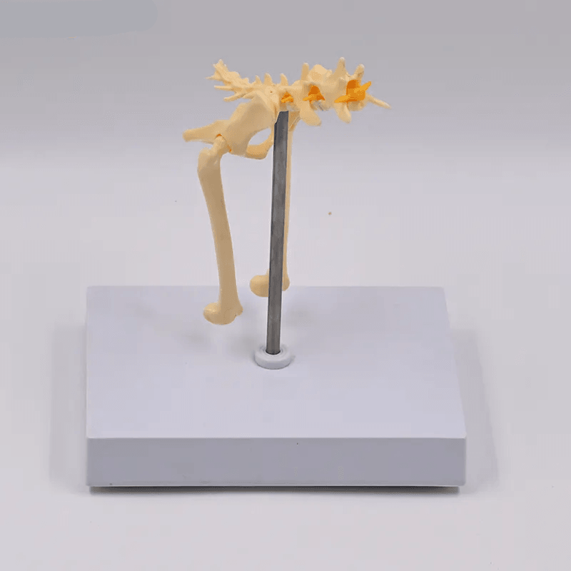 Feline Pelvis (Hip) Anatomy Model