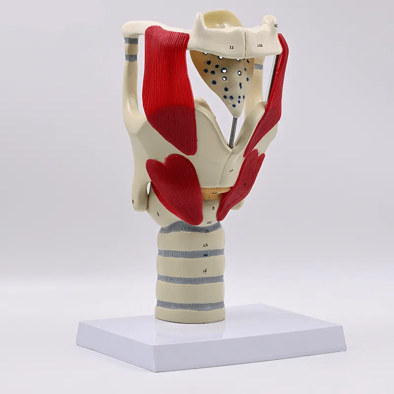 Functional Larynx Model, 3x Life-size