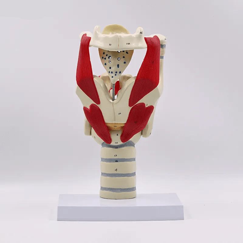 Functional Larynx Model, 3x Life-size