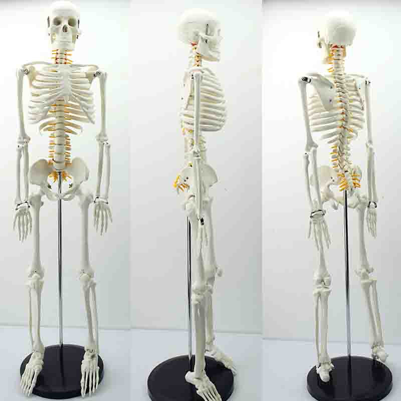 Half Size Skeleton Model with Spinal Nerves