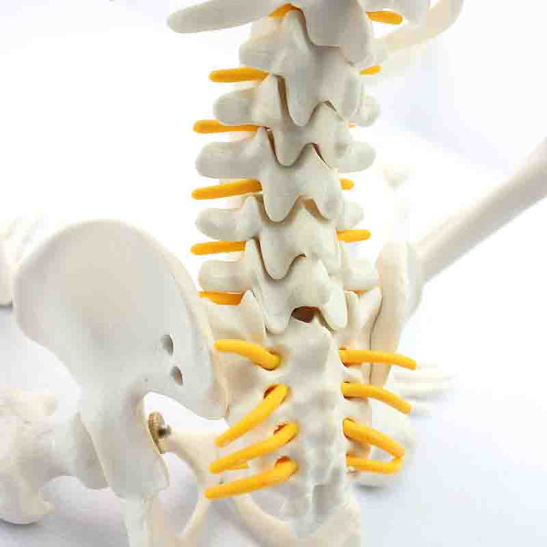 Half Size Skeleton Model with Spinal Nerves