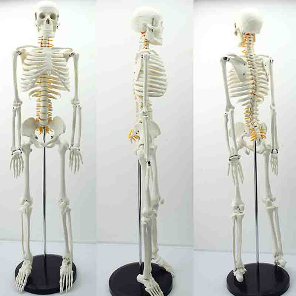 Half Size Skeleton Model with Spinal Nerves