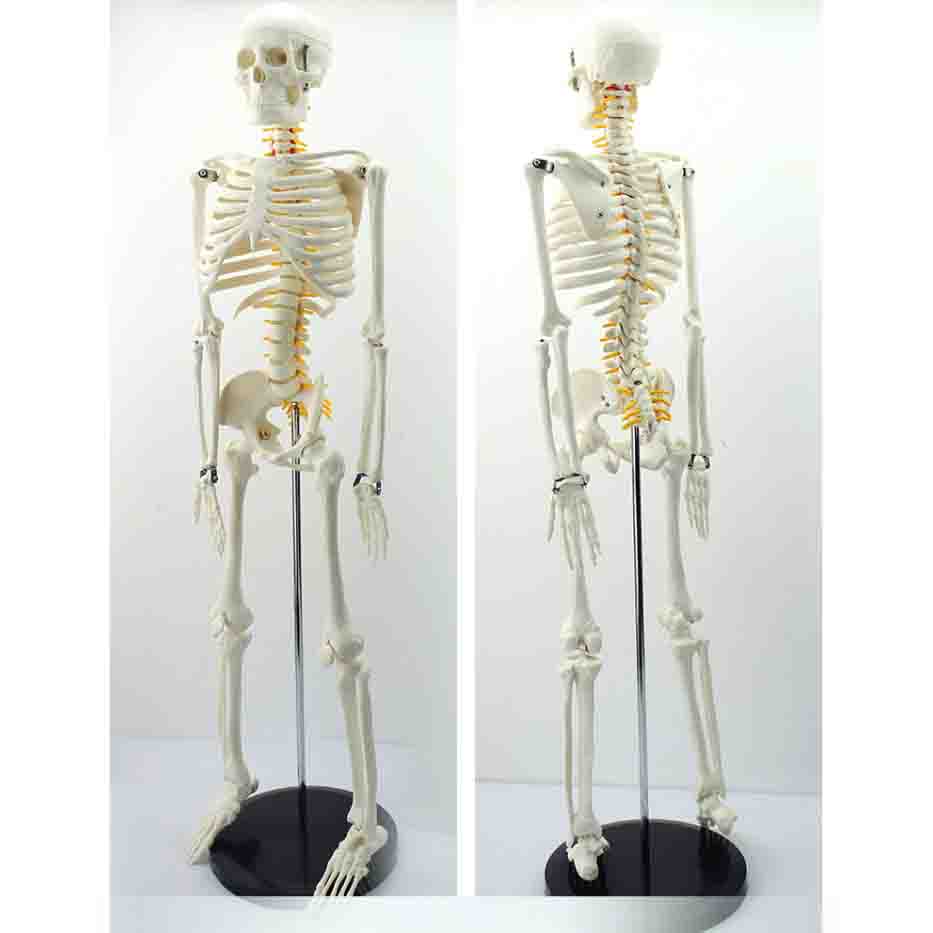 Half Size Skeleton Model with Spinal Nerves