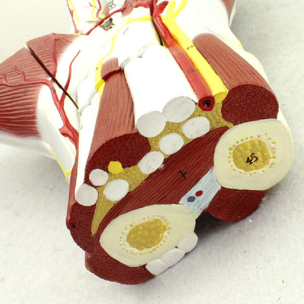 Hand Anatomy Model, 2X Life-Size, 3 Parts