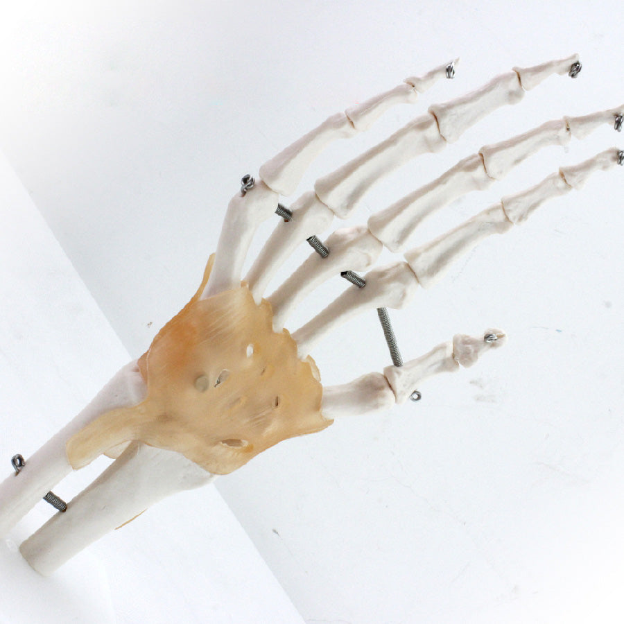Hand and Wrist Model with Ligaments