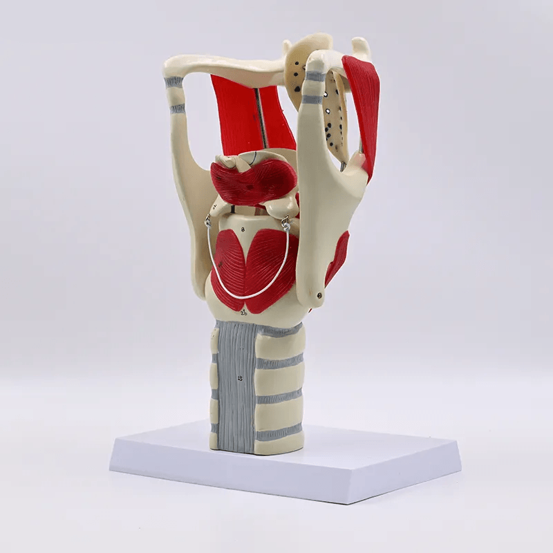 Functional Larynx Model, 3x Life-size – Dr Wong Anatomy