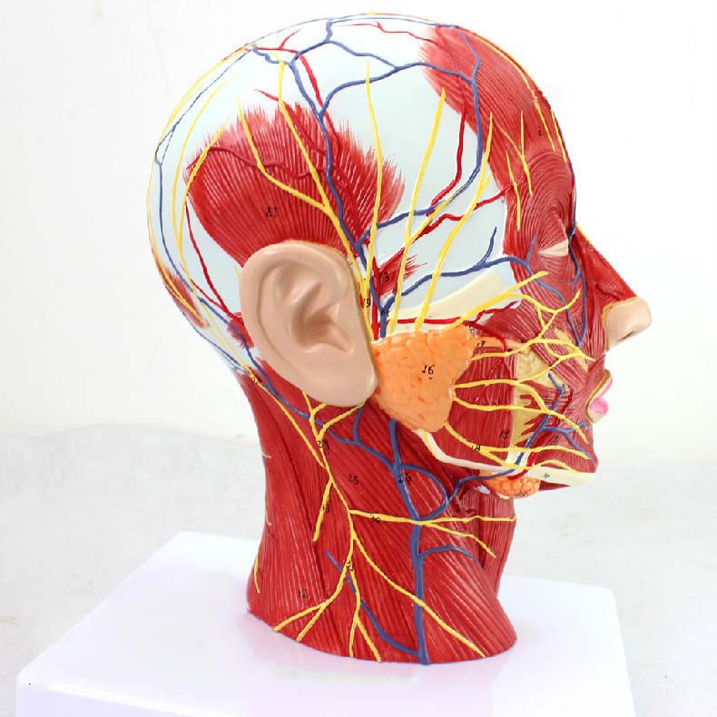 Head Model with Muscles, Nerves, Vasculature