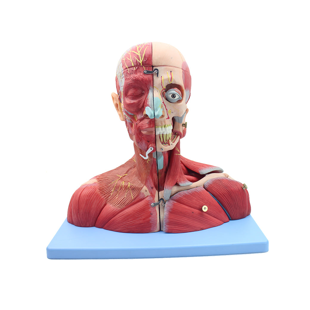 Head and Neck Muscle Model, 19 Parts