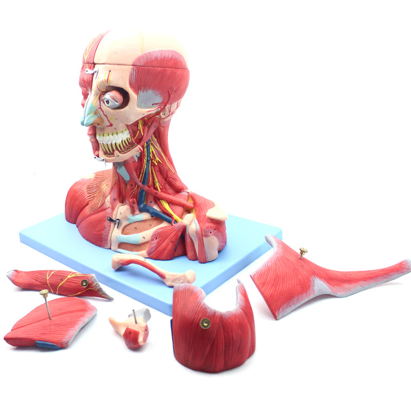 Head and Neck Muscle Model, 19 Parts