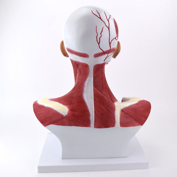 Head and Neck Musculature Model – Dr Wong Anatomy