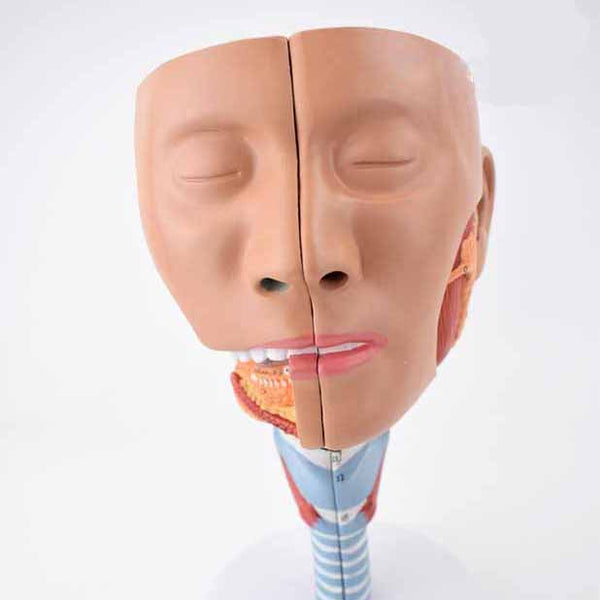 Head with Pharynx Muscles Model