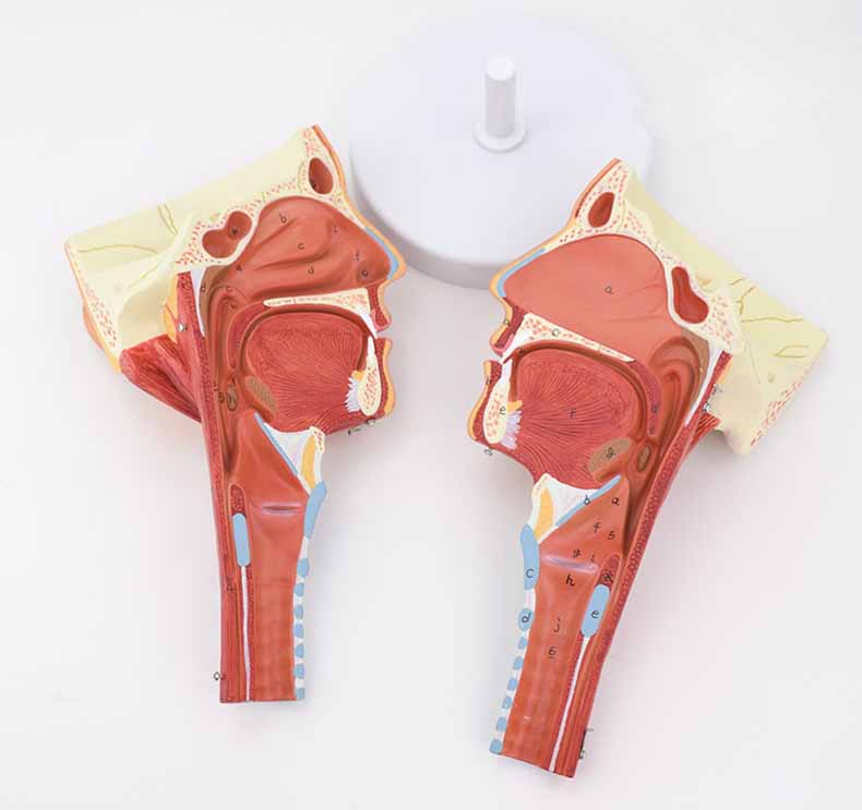Head with Pharynx Muscles Model