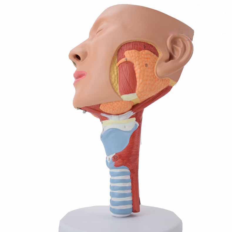 Head with Pharynx Muscles Model