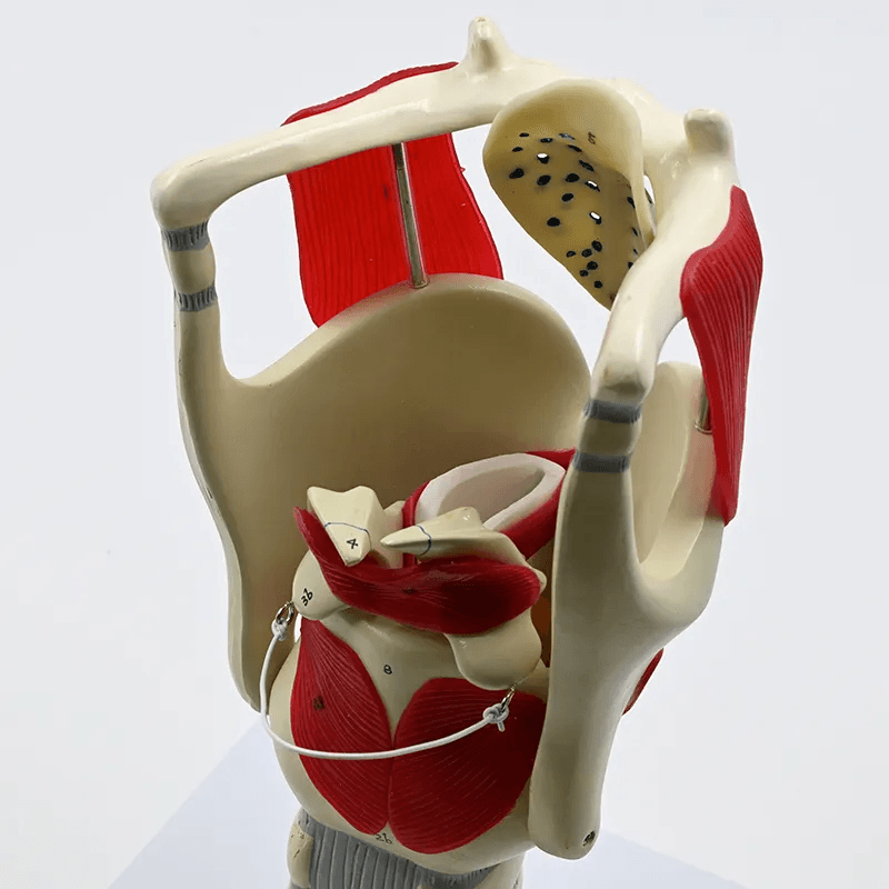 Functional Larynx Model, 3x Life-size – Dr Wong Anatomy
