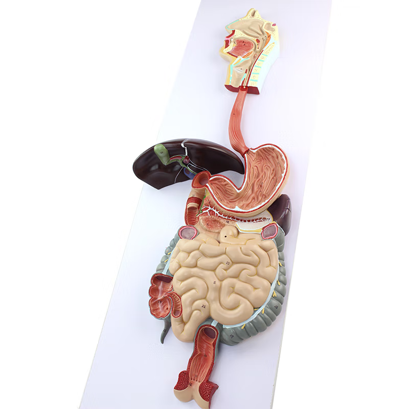 Human Digestive System Model