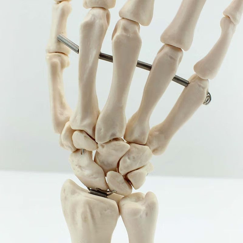 Human Hand Skeleton Model