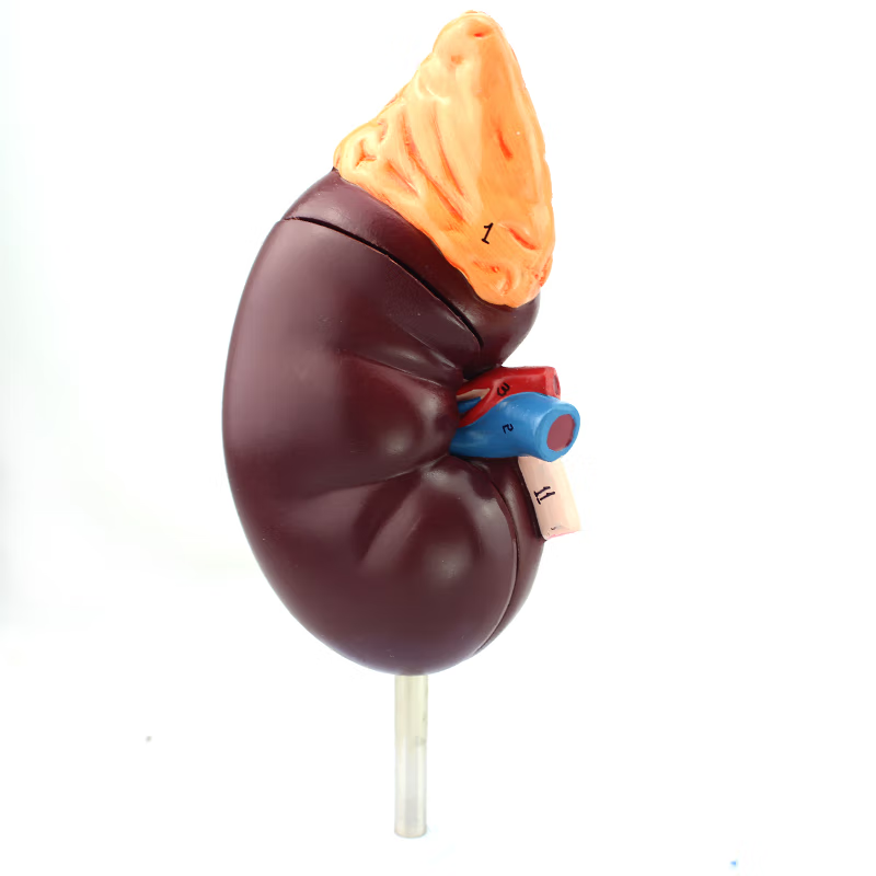 Human Kidney Model, 1.5X Life-Size