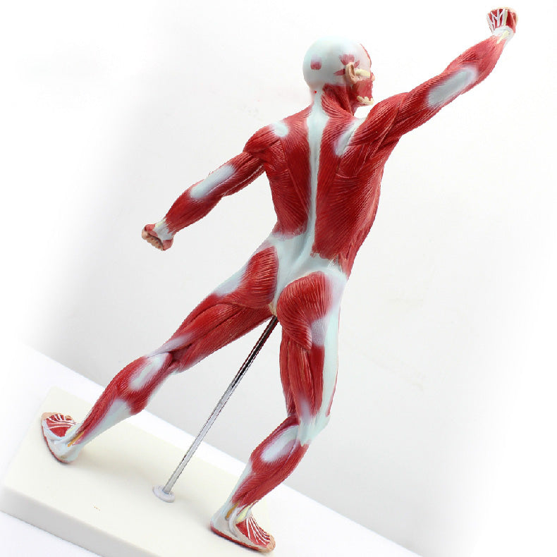 Human Muscular Figure Anatomy Model