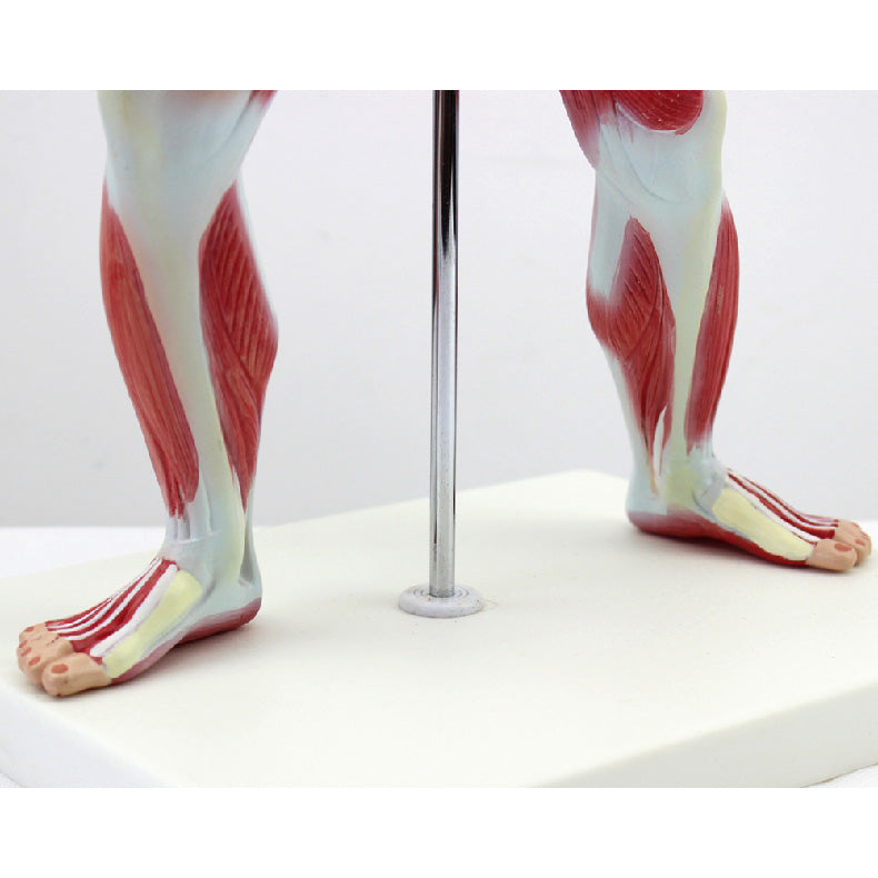 Human Muscular Figure Anatomy Model