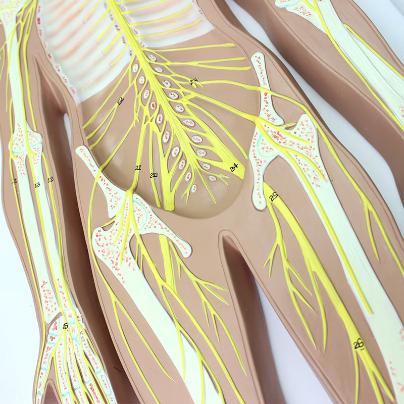 Human Nervous System Model