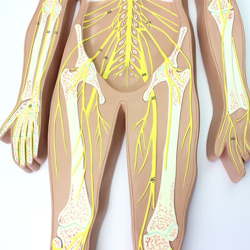 Human Nervous System Model