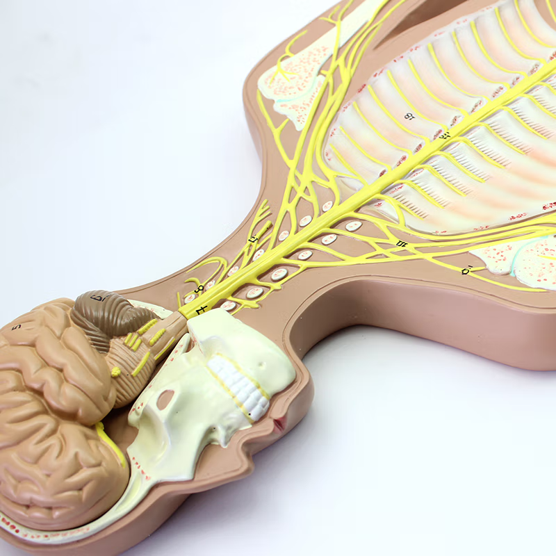 Human Nervous System Model