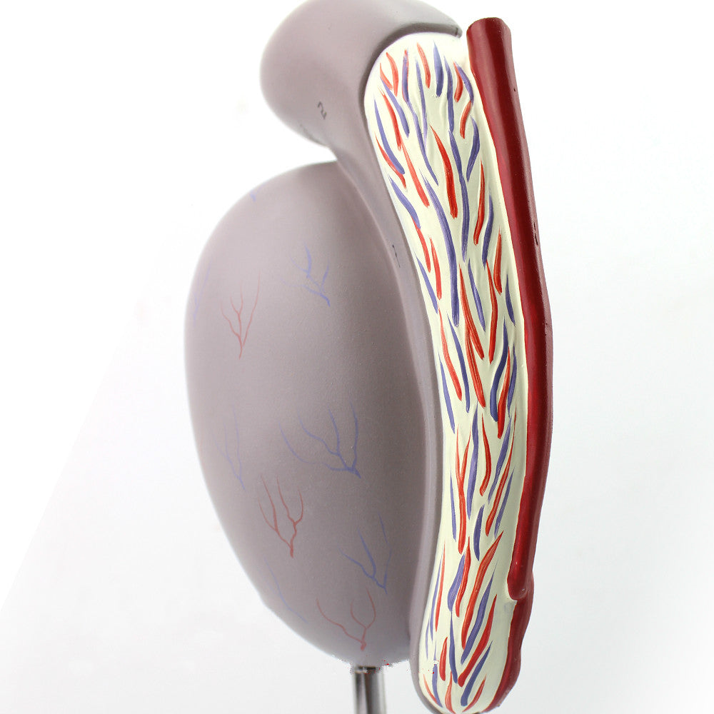 Human Testis Model, 3.5X Life-Size