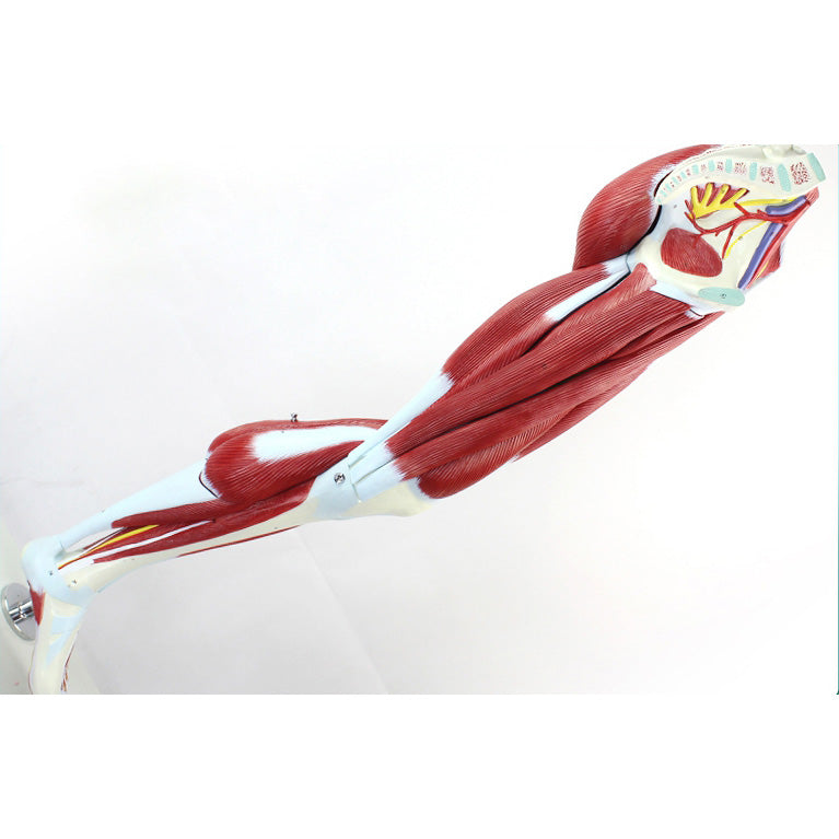 Leg Muscle Model, Life-Size, 13 Parts