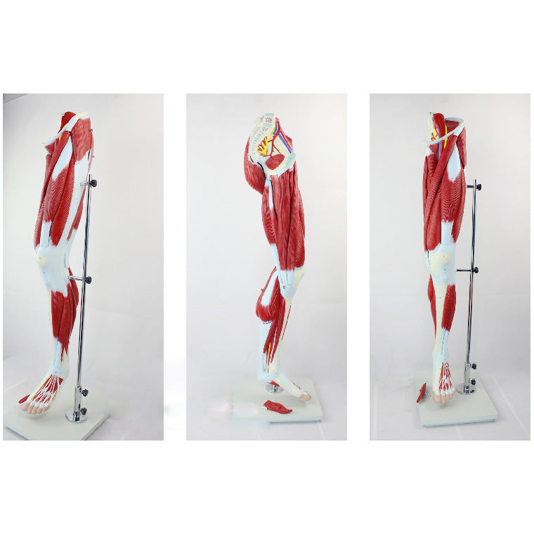 Leg Muscle Model, Life-Size, 13 Parts