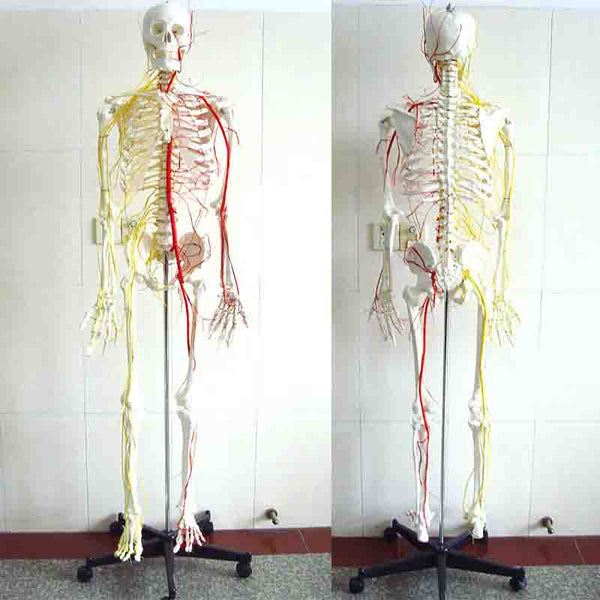 Life Size Skeleton Model with Nerves and Blood Vessels – Dr Wong Anatomy