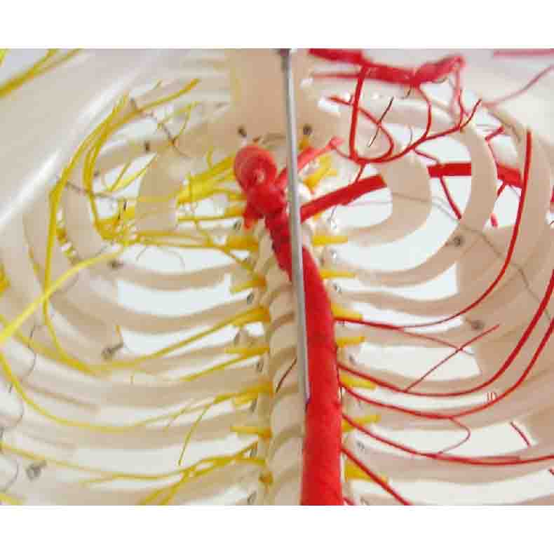 Life Size Skeleton Model with Nerves and Blood Vessels – Dr Wong Anatomy