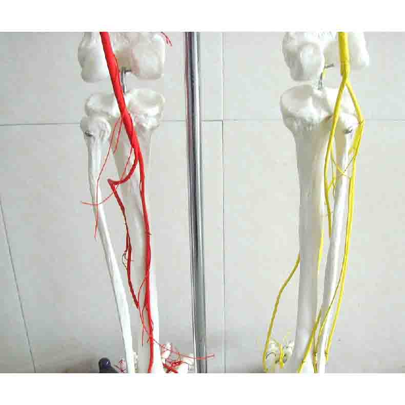 Life Size Skeleton Model with Nerves and Blood Vessels – Dr Wong Anatomy