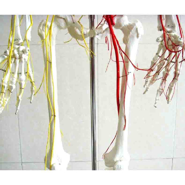 Life Size Skeleton Model with Nerves and Blood Vessels – Dr Wong Anatomy