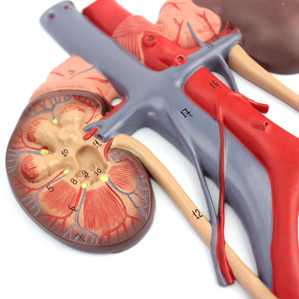 Male and Female Urinary System Model