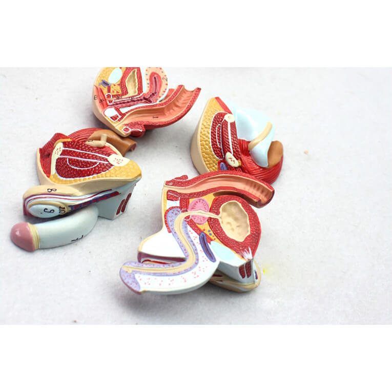 Mini Torso Model, Half Life-Size, 16 Parts