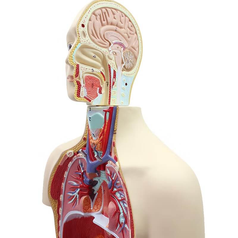 Mini Torso Model, Half Life-Size, 16 Parts