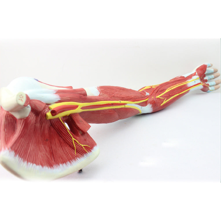 Muscle of the Human Arm Model, 7 Parts