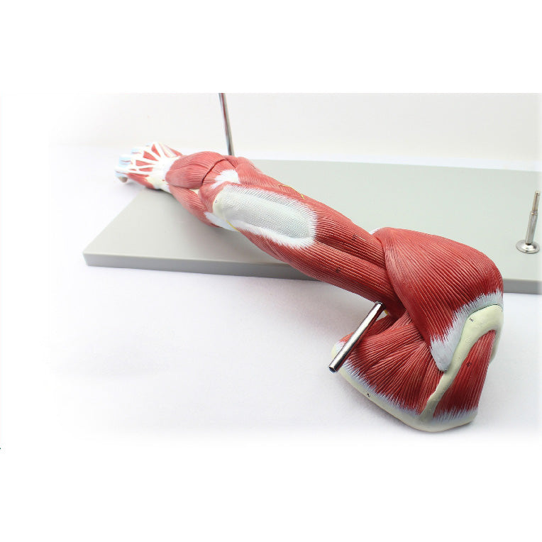 Muscle of the Human Arm Model, 7 Parts