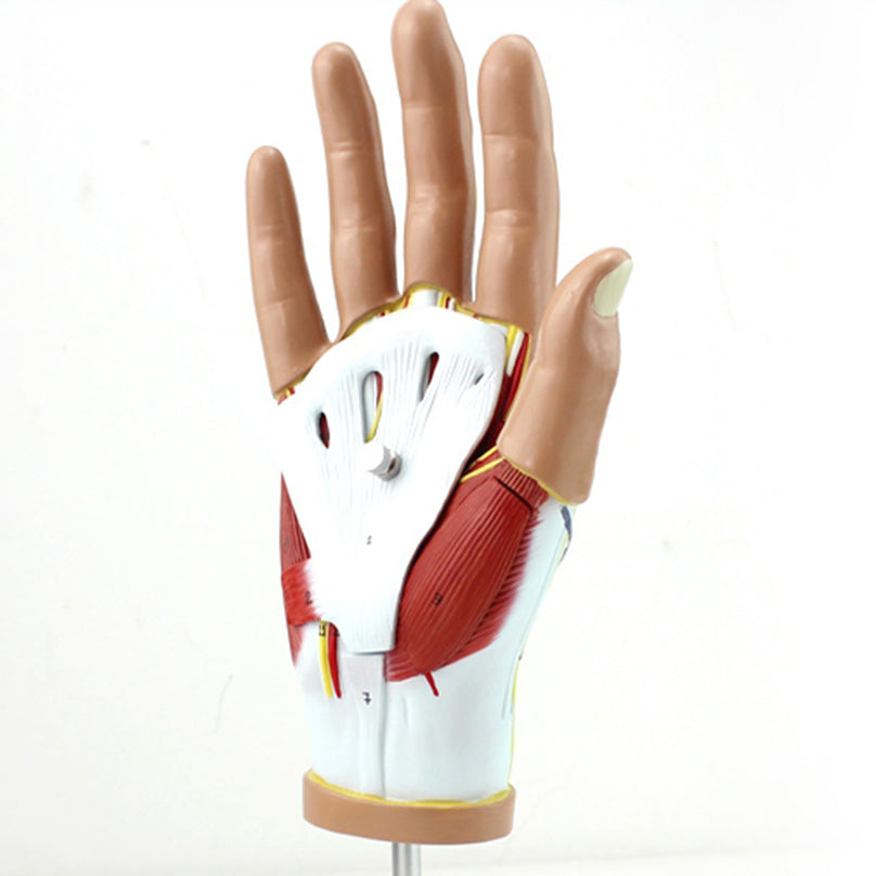 Muscles of Hand Model, 4 Parts