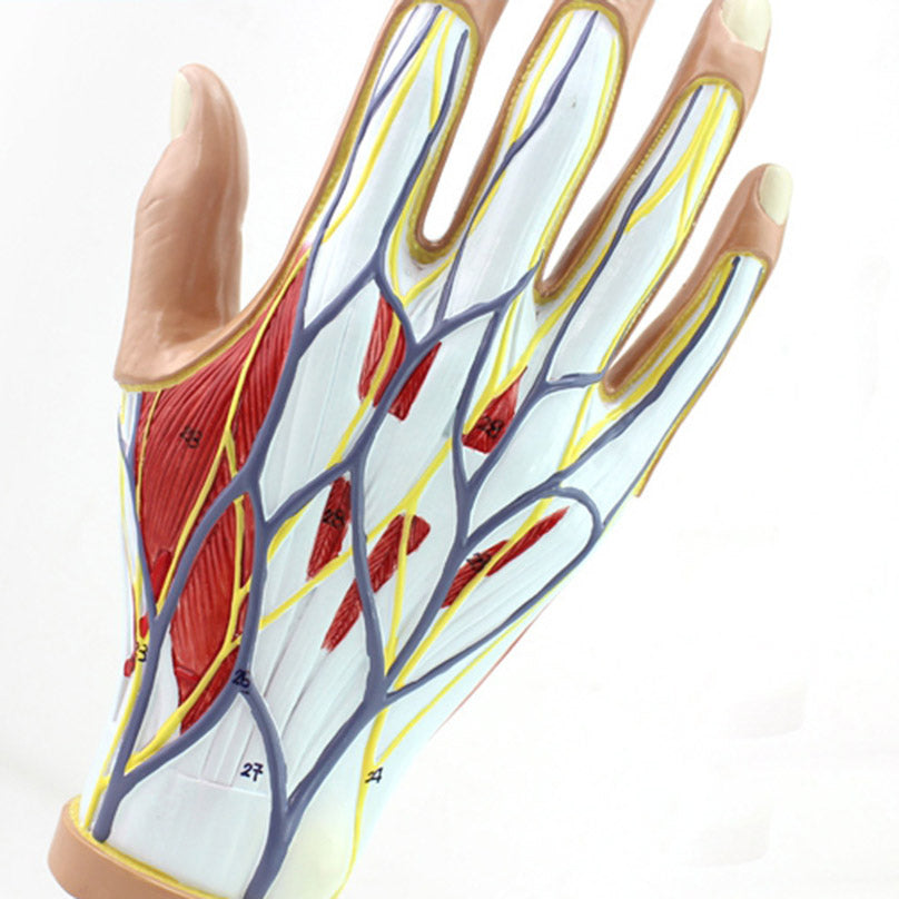 Muscles of Hand Model, 4 Parts