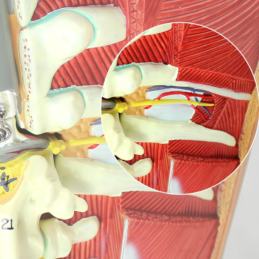 Muscular Torso Model, Open Back, 28 Parts